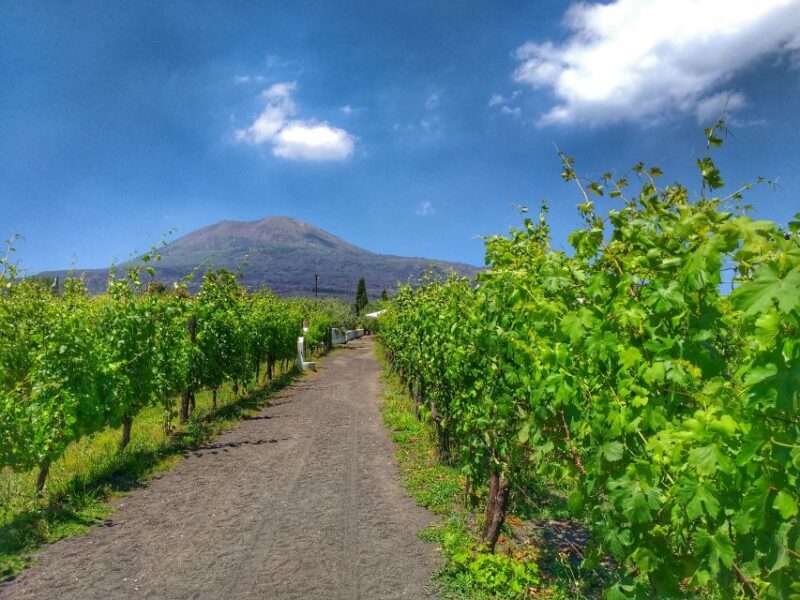 From Sorrento: Mount Vesuvius Tour with Lunch & Wine Tasting - The Sum Up