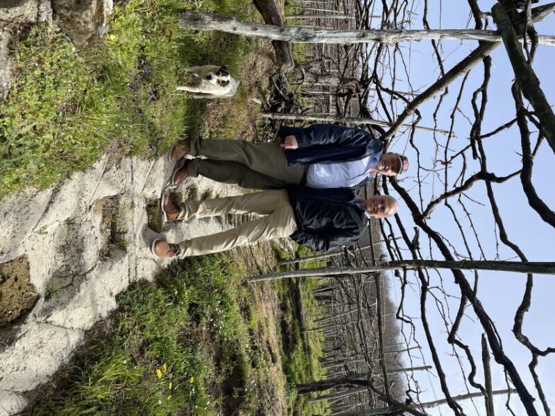 From Sorrento: Pompeii & Wine Tasting Private Tour by car - From Sorrento to Pompeii: Enjoying the Volcanic Landscape