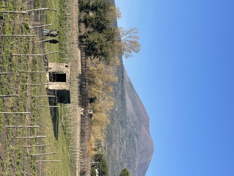 From Sorrento: Pompeii & Wine Tasting Private Tour by car - The Sum Up