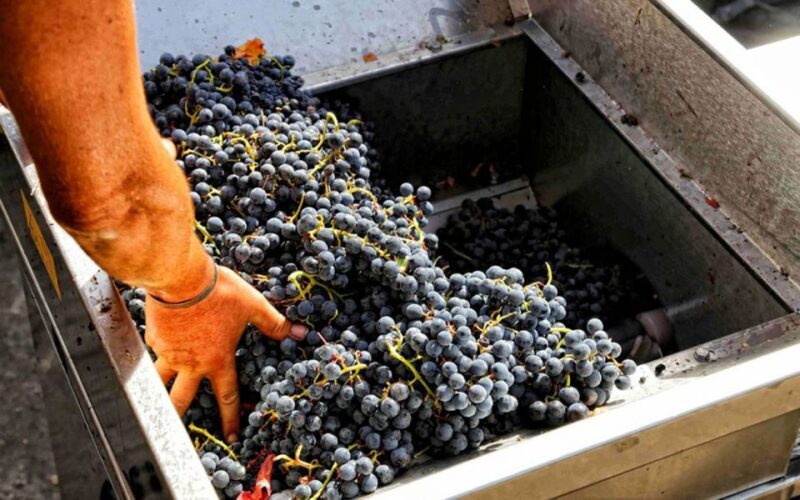 From Sorrento: Winery Tour, Tasting & Lunch - Analyzing the Experience’s Value