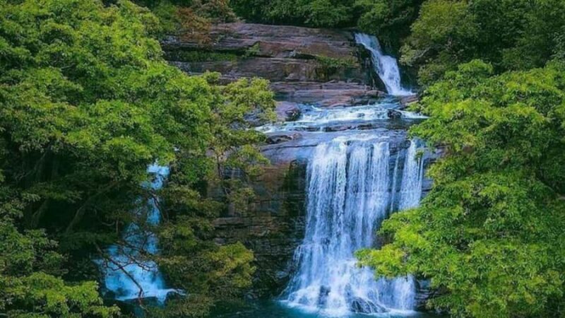 From South Coast: Sinharaja Rainforest Day Trip - An In-Depth Look at the Sinharaja Rainforest Day Trip