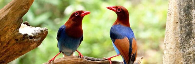 From South Coast: Sinharaja Rainforest Day Trip - Frequently Asked Questions