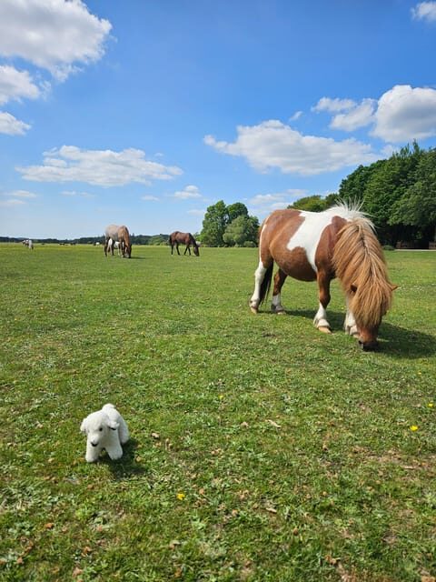 From Southampton: New Forest and Salisbury Private Tour - An In-Depth Look at the Tour Experience