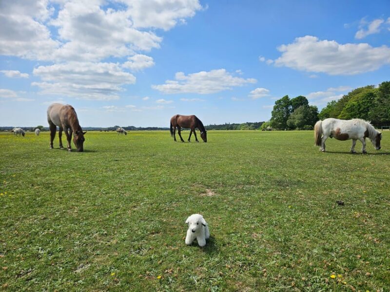 From Southampton: New Forest and Salisbury Private Tour - Final Thoughts: Is This Tour Right for You?