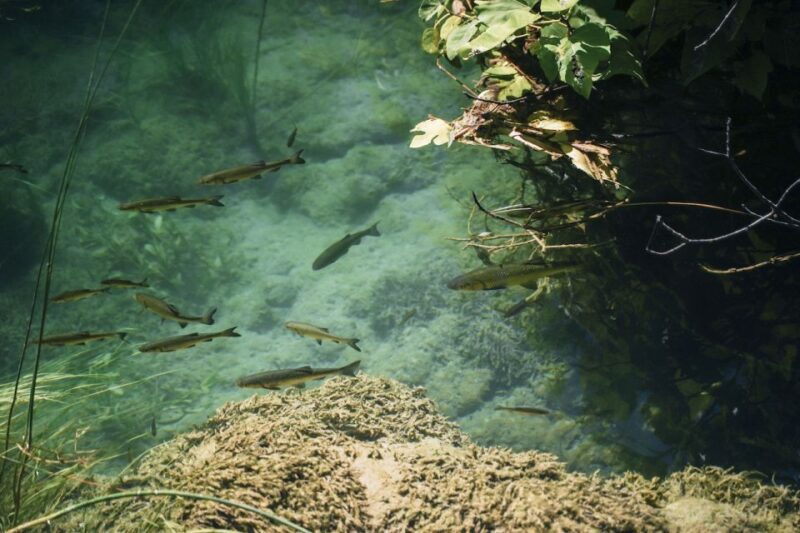 From Split: Krka Waterfalls, Food & Wine Tasting Tour - FAQ