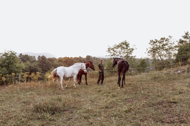 From Split: Magical Plitvice Lakes and Hidden Deer Ranch - The Sum Up