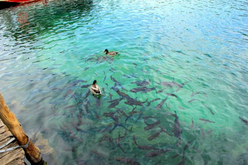 From Split: Plitvice Lakes Fully-Guided Day Tour - Key Points