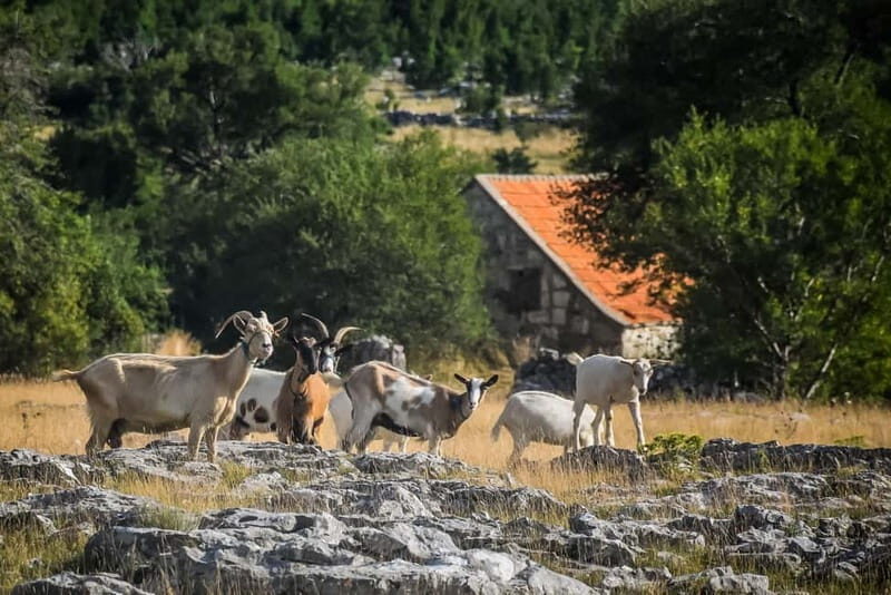 From Split: Private Guided ATV Tour with Lunch - Authentic Experiences and Authentic Value