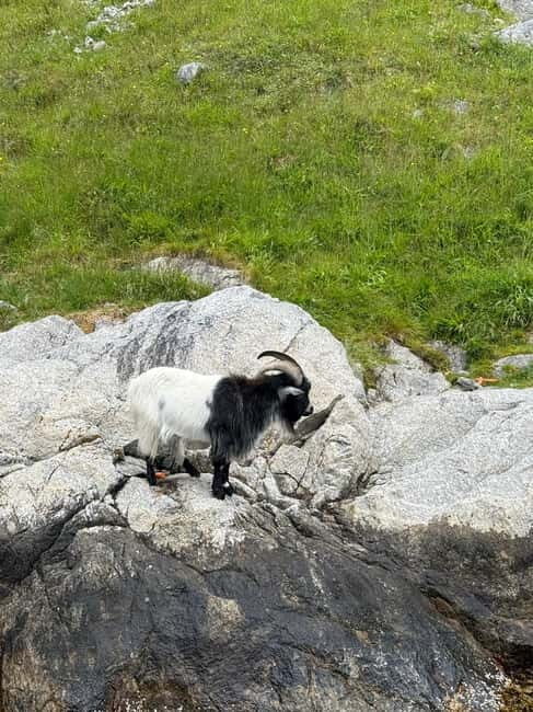 From Stavanger: Lysefjorden & Pulpit Rock Safari by RIB - Authentic Traveler Feedback