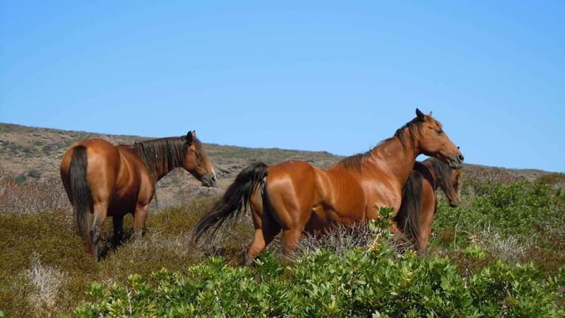 From Stintino: Day trip by minibus in Asinara National Park - Frequently Asked Questions