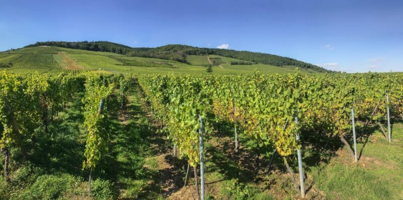 From Strasbourg: Colmar, Riquewihr, & Eguisheim Day Trip - Key Points