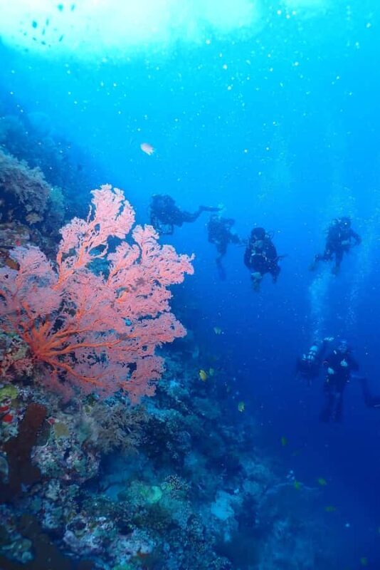 From Surabaya: Banyuwangi 2-day Diving Tour - Introduction
