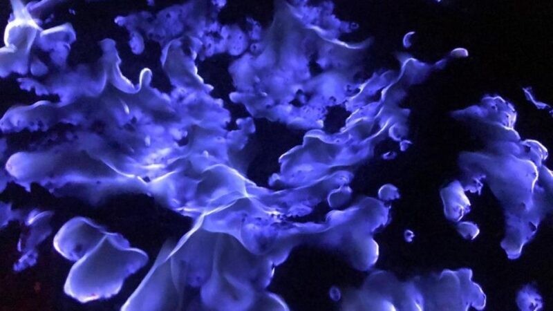 From Surabaya or Malang: Tumpak sewu, Mount Bromo, Ijen 3D2N - Who Will Love This Tour?