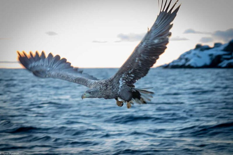 From Svolvær: RIB Boat Lofoten Trollfjord Sea Eagle Safari - Why Travelers Keep Coming Back