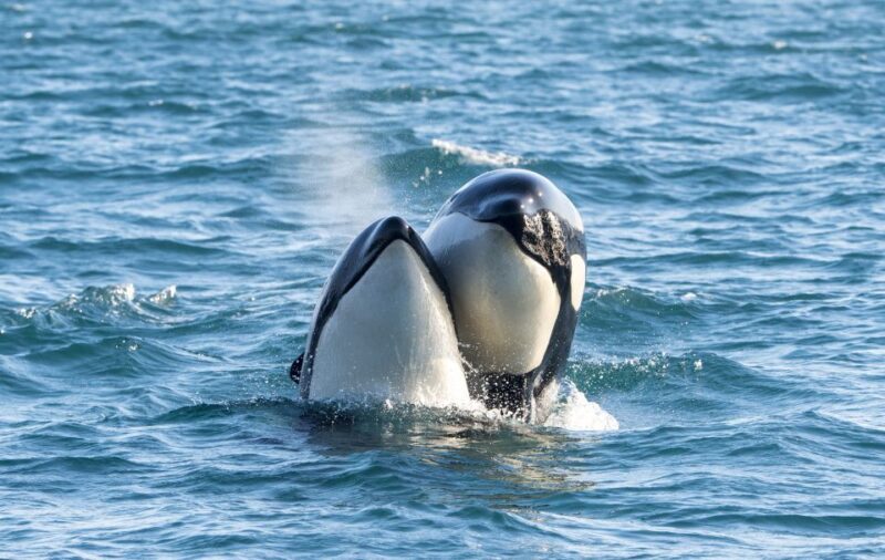 From Svolvær: Whale Watching Day Trip to Andenes - A Complete Look at the Experience
