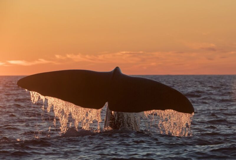 From Svolvær: Whale Watching Day Trip to Andenes - Transportation and Logistics