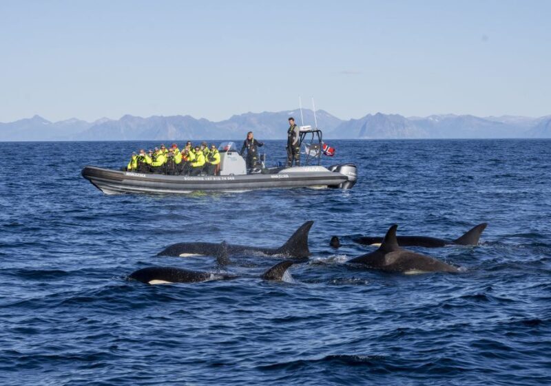 From Svolvær: Whale Watching Day Trip to Andenes - Final Thoughts