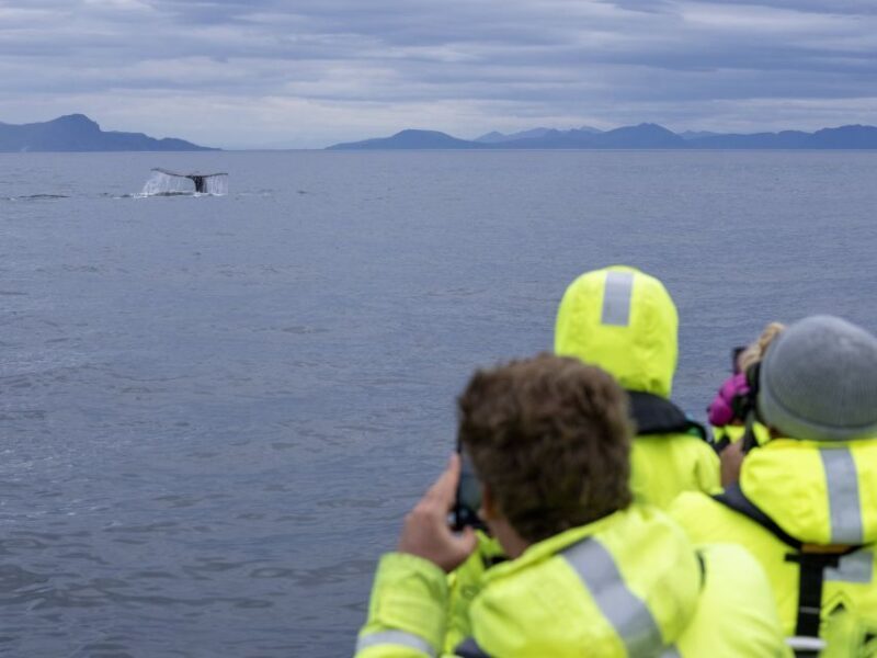 From Svolvær: Whale Watching Day Trip to Andenes - FAQs