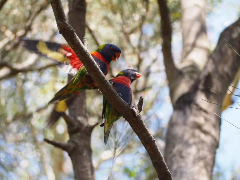 From Sydney: Australian Wildlife Safari with Lunch & Dinner - What Makes This Tour Stand Out?