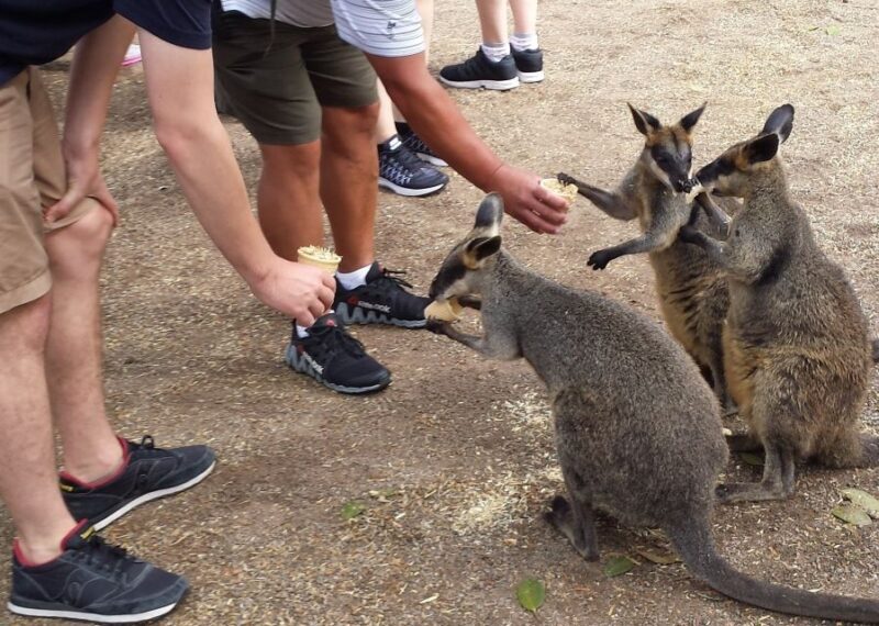 From Sydney: Blue Mountains Bushwalks & Featherdale Tour - A Detailed Look at the Itinerary
