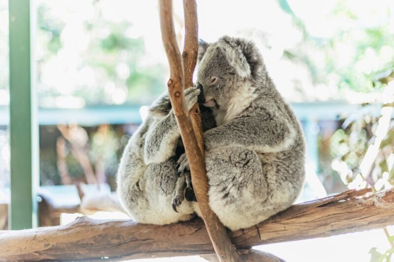 From Sydney: Blue Mountains Full-Day Trip - Introduction