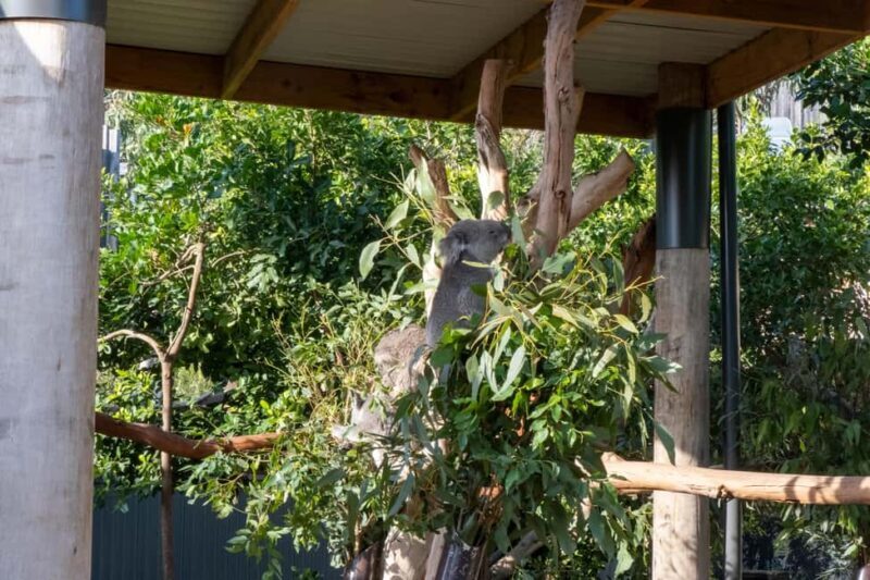 From Sydney: Blue Mountains, Sydney Zoo & Walking Tour - Who Would Enjoy This Tour Most?