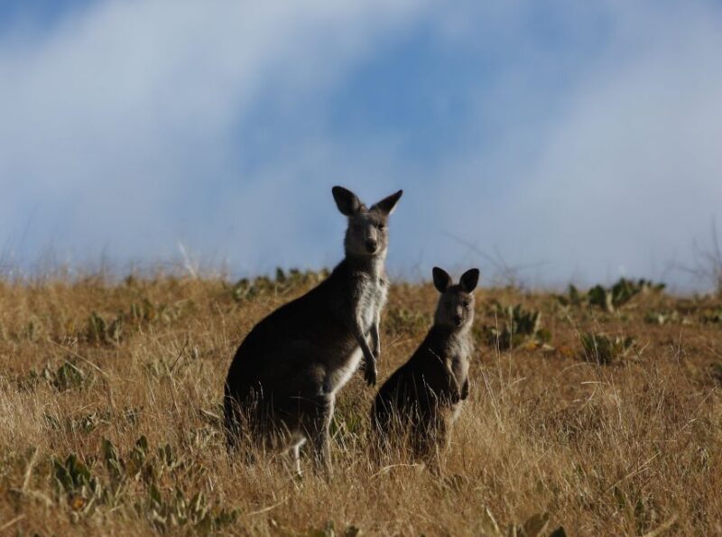From Sydney: Canberra Day Tour - Who Will Love This Tour