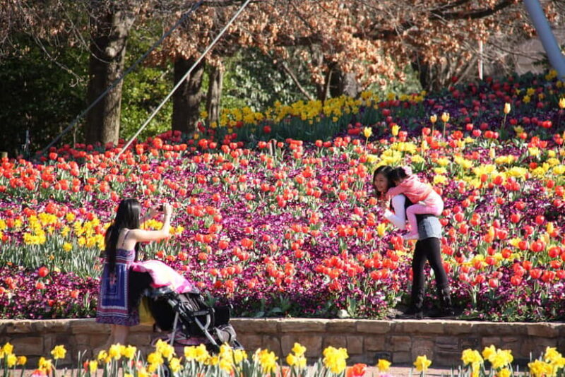 From Sydney: Canberra Floriade Festival Includes Lunch - Is It Good Value?