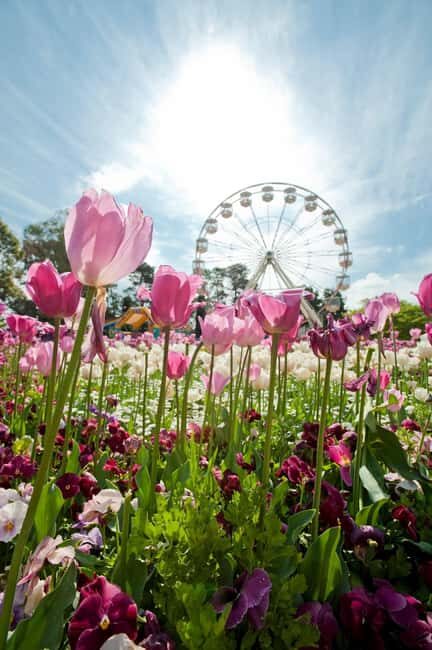 From Sydney: Canberra Floriade Festival Includes Lunch - The Sum Up