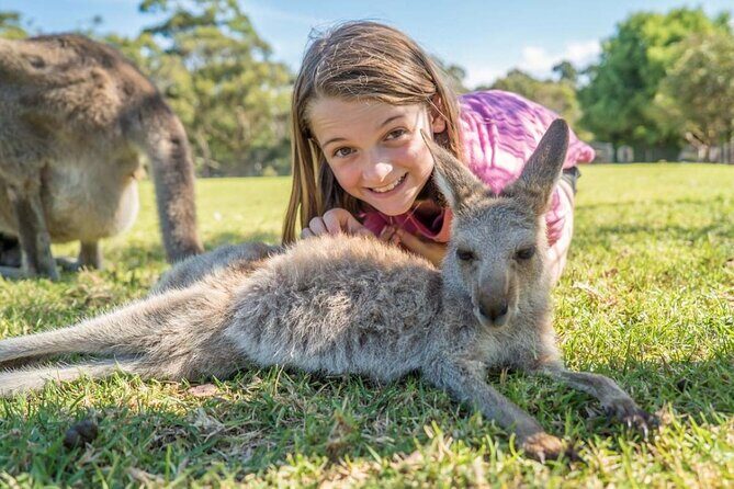 From Sydney: Day Tour to Jervis Bay with Beaches and Koalas - An Overview of the Day Tour Experience