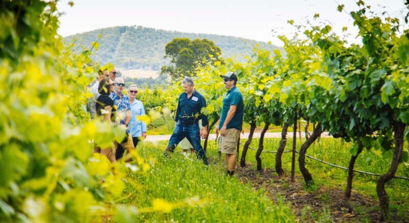 From Sydney: Full-Day Hunter Valley Wine Tour & Lunch - Price and Value Analysis