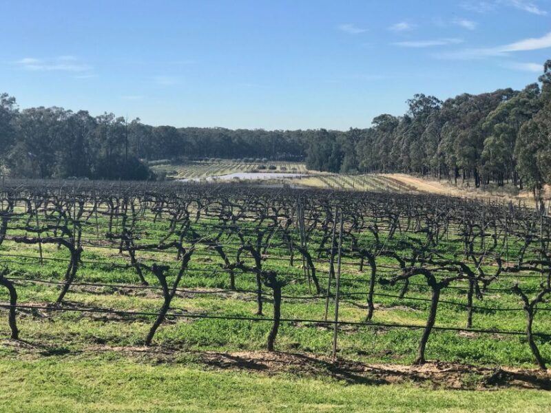 From: Sydney - Hunter Valley Wine Tasting Guided Day Tour - Deep Dive into the Experience