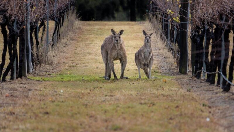 From: Sydney - Hunter Valley Wine Tasting Guided Day Tour - FAQ