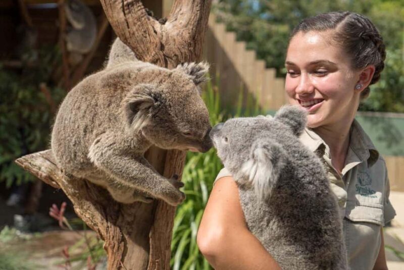 From Sydney: Jervis Bay Tour with Beach, Koalas & Kangaroos - The Itinerary in Detail: What Makes Each Stop Special