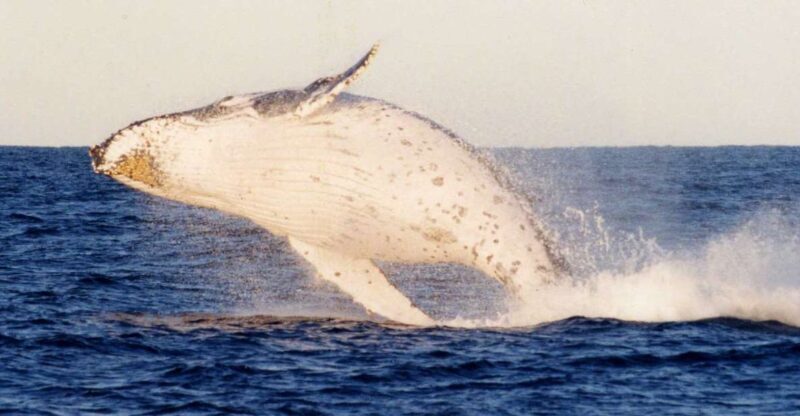 From Sydney: Small Group Port Stephens Whales & Dunes Combo - Small Group Port Stephens Whales & Dunes Combo – A Complete Review