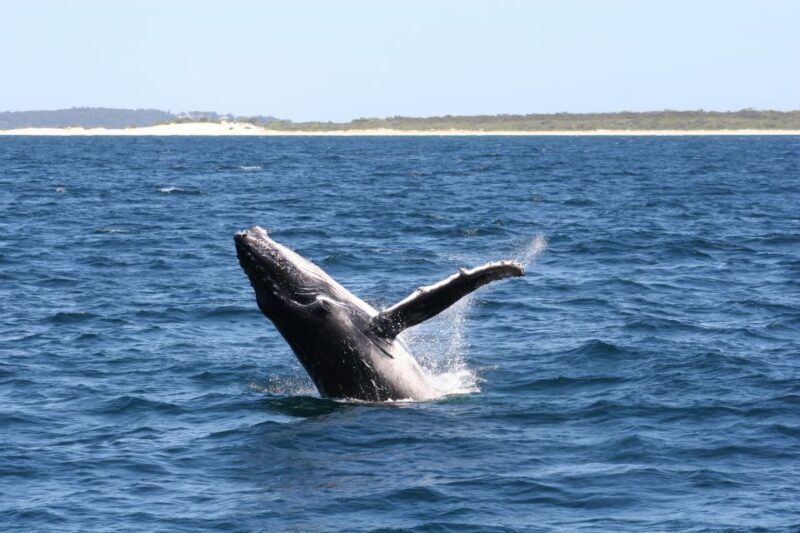 From Sydney: Small Group Port Stephens Whales & Dunes Combo - Who Will Love This Tour?