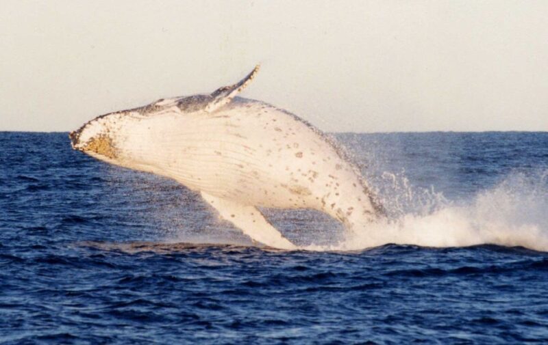 From Sydney: Small Group Port Stephens Whales & Dunes Combo - FAQ