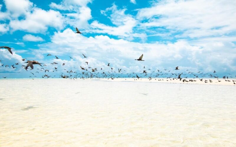 From Tahiti: Tetiaroa Island Tour by Sailing Catamaran - Culinary delights: a Polynesian feast