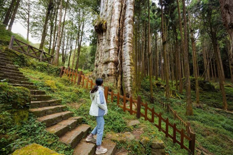 From Taipei: Alishan 2 Days Private Tour - Who Will Love This Tour?