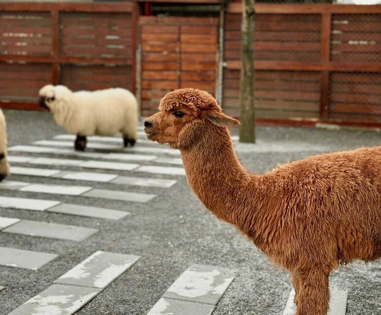 From Taipei: Private Custom Yilan Tour with Local Guide - FAQ