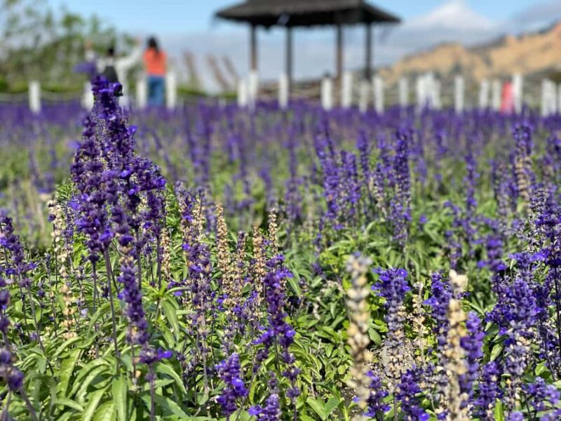 From Taipei: Taichung Must-Visit Day Tour - The Sum Up: Who Will Love This Tour?