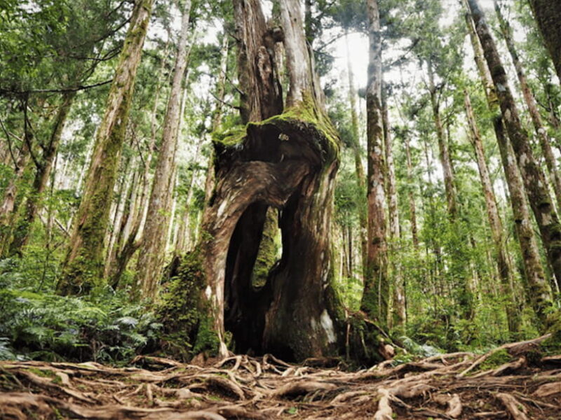 From Taipei: Taipingshan & Jiuzhize Hot Spring Private Tour - The Comfort of Private Transportation