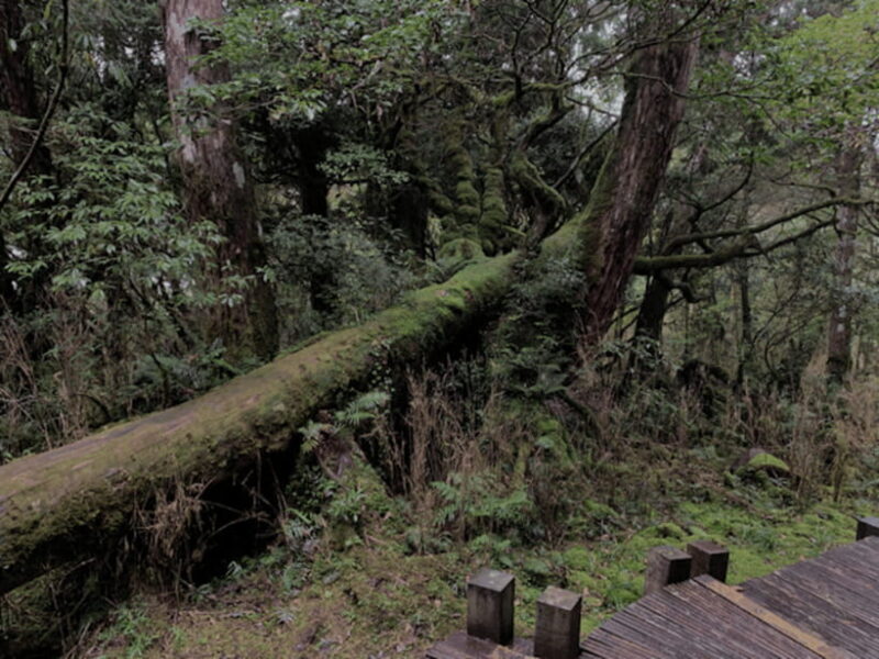 From Taipei: Taipingshan National Forest Private Day Tour - Who Should Consider This Tour?