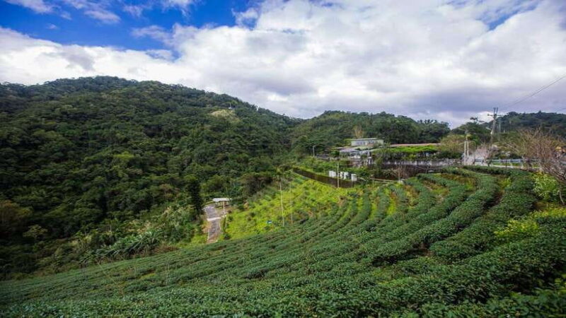 From Taipei: Thousand-Island Lake & Tea Museum Private Tour - Thousand Island Lake: Scenic Serenity