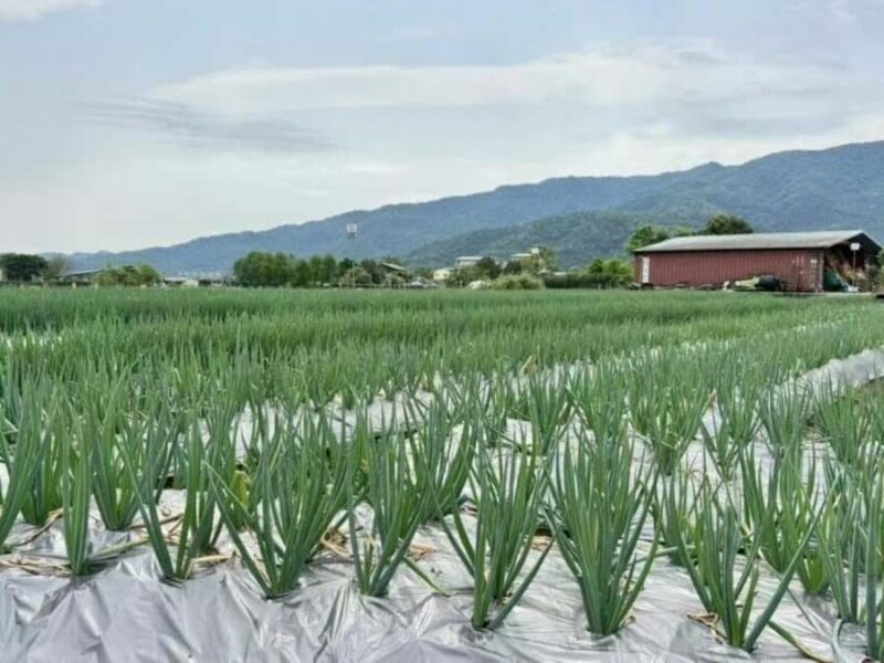 From Taipei to Yilan: Stories of Art, Nature, and Local Life - Who Would Love This Tour?