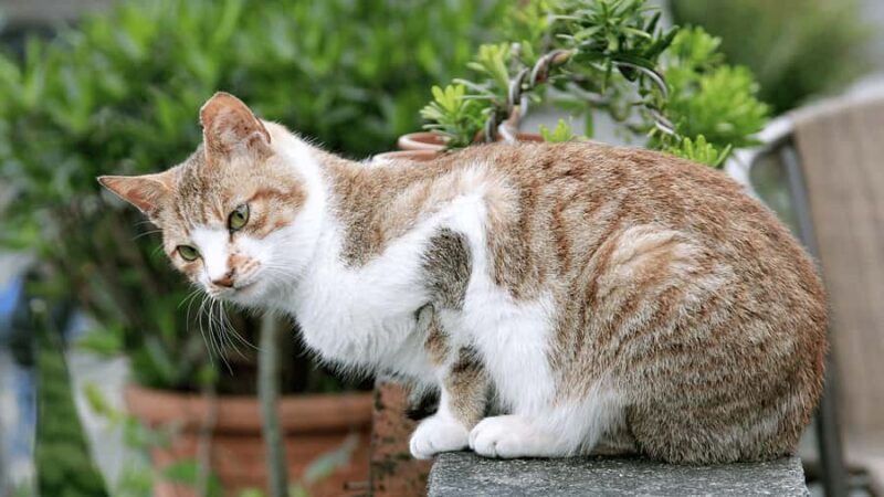 From Taipei: Yehliu, Shifen, Houtong & Jiufen One Day Tour - Exploring Taiwan’s Coastal Wonders at Yehliu Geopark