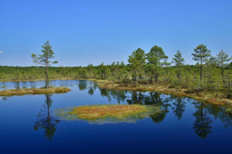 From Tallinn: Bog walk and Sauna Tour - Exploring Estonia’s Natural Beauty and Cultural Traditions