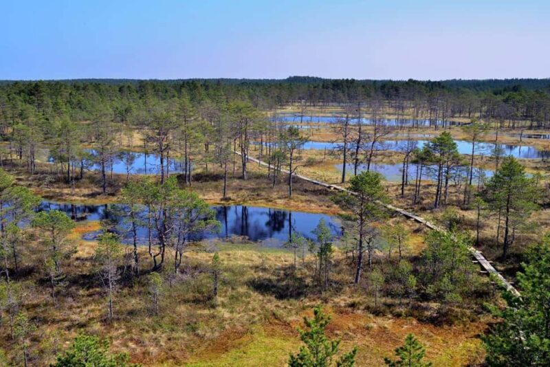 From Tallinn: Bog walk and Sauna Tour - Is This Tour Worth the Price?