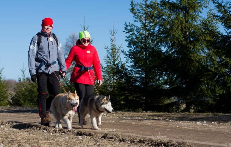 From Tallinn: Husky Park Tour with Cani-Cross Hike - Key Points