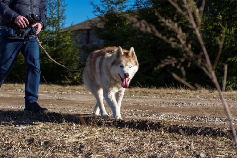 From Tallinn: Husky Park Tour with Cani-Cross Hike - Is It Worth the Cost?
